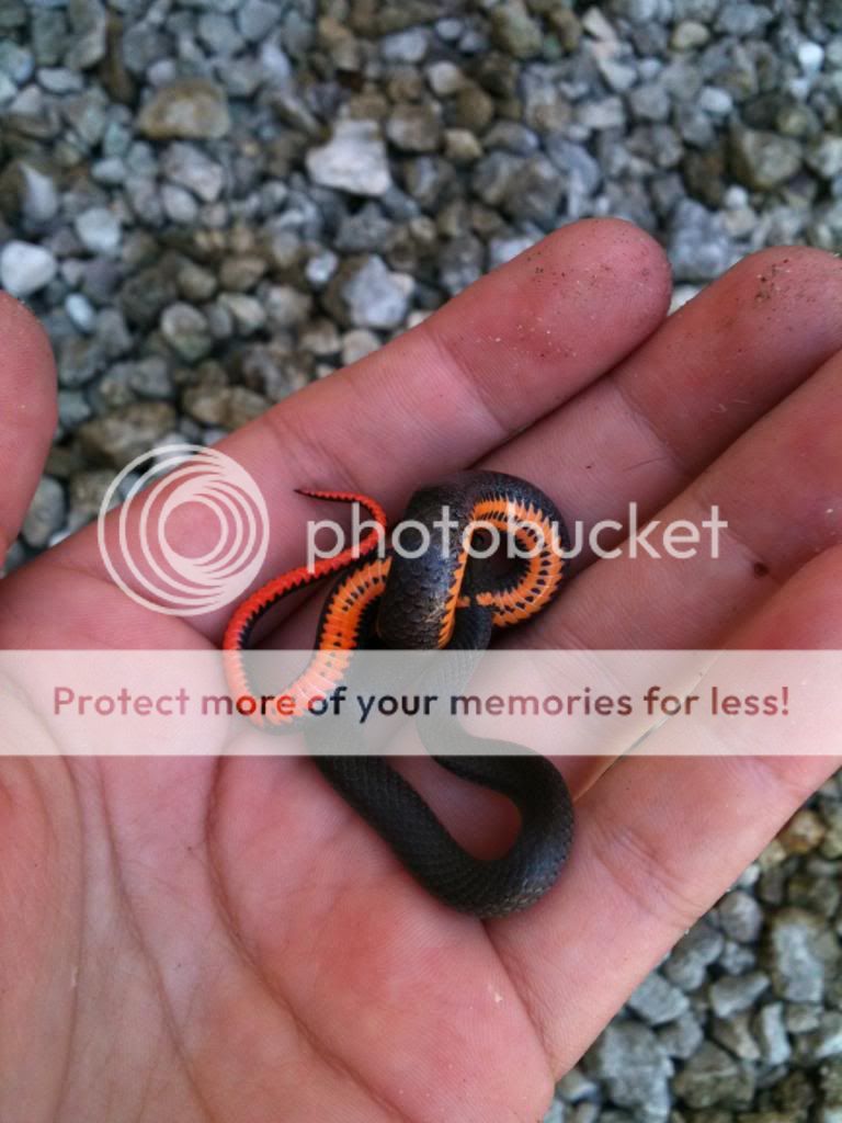 Some Stuff From The Keys Field Herp Forum some-stuff-from-the-keys-field-herp-forum