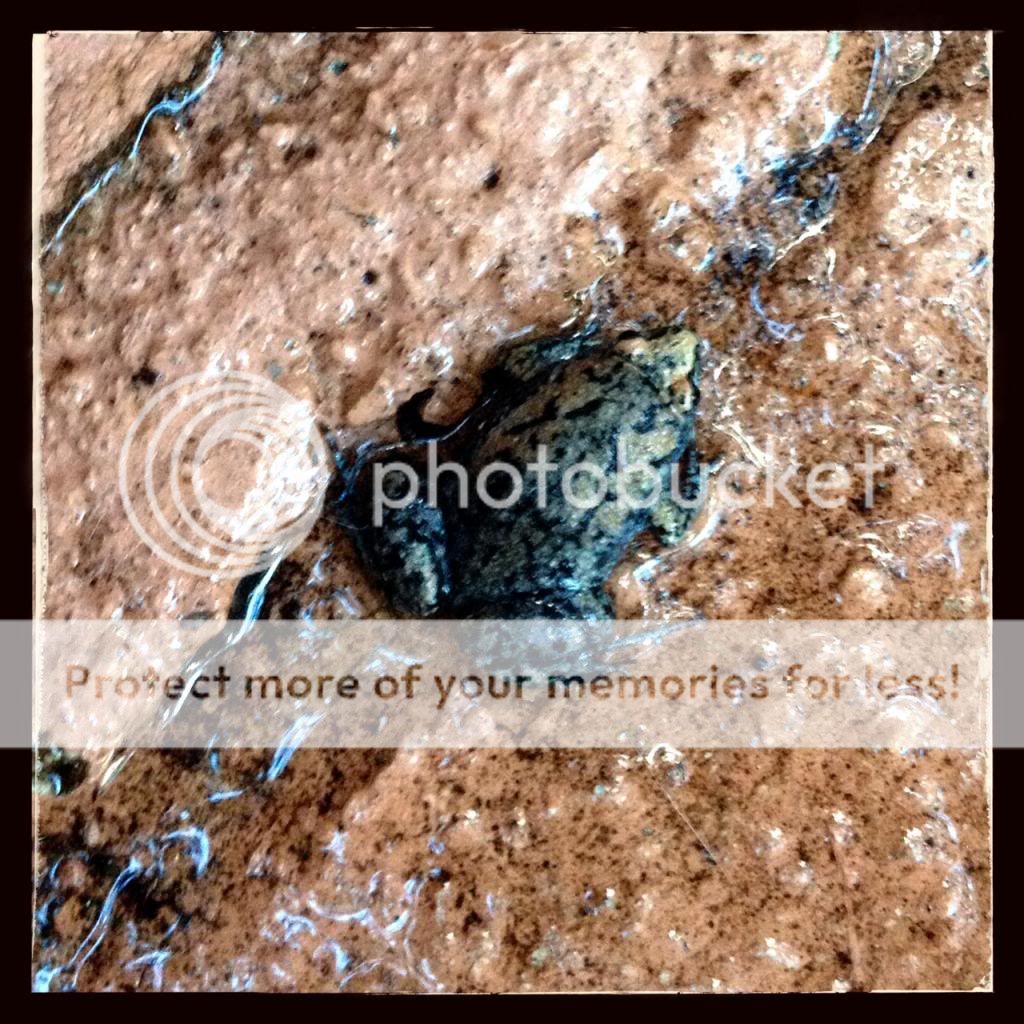 some-stuff-from-the-keys-field-herp-forum