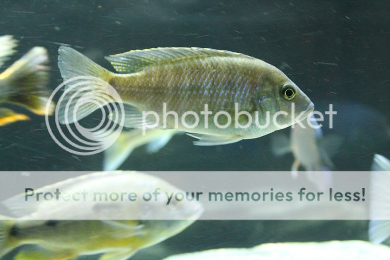 Female with pointed fins | Cichlid Fish Forum