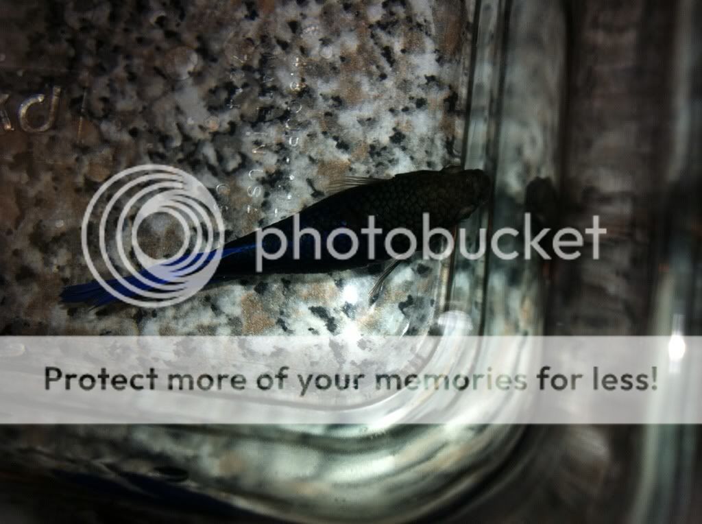 Red gills? | Betta Fish Forum