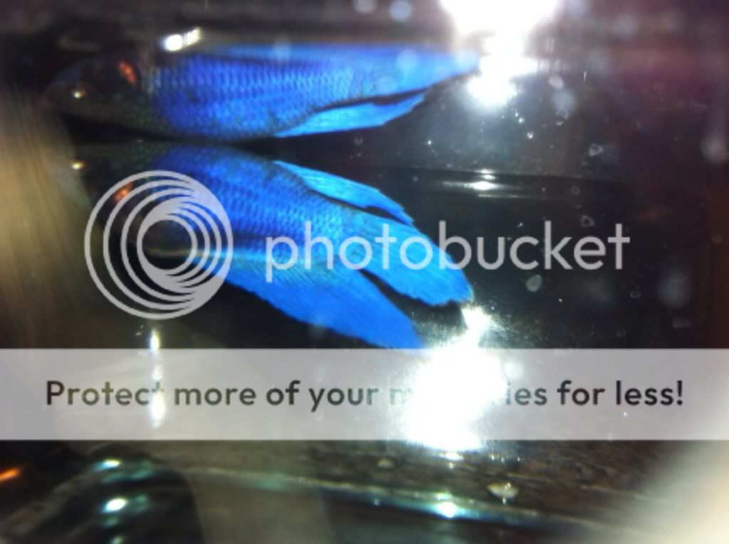 Red gills? | Betta Fish Forum