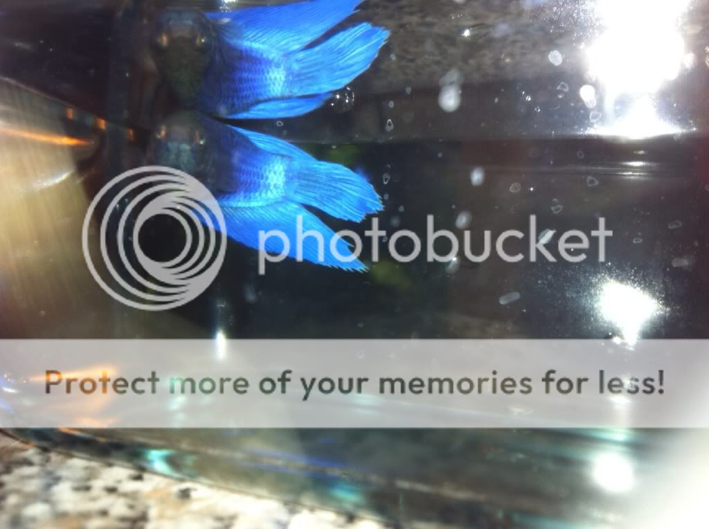 Red gills? | Betta Fish Forum